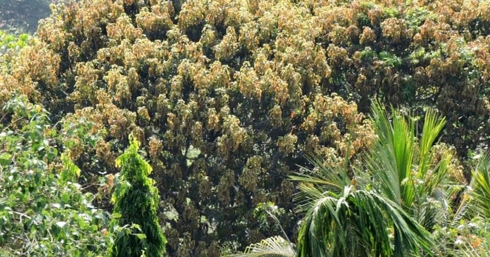 Nature watch: 2009-08-17-Out of the window