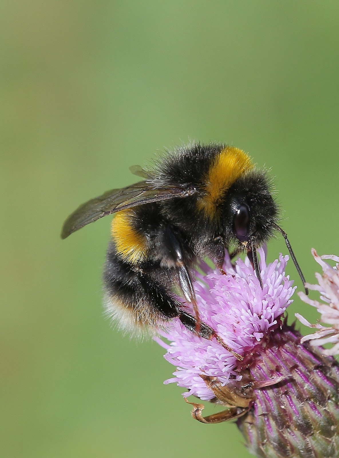 Butterflies of the UK. an insight into their lives: Buff-tailed Bumblebee