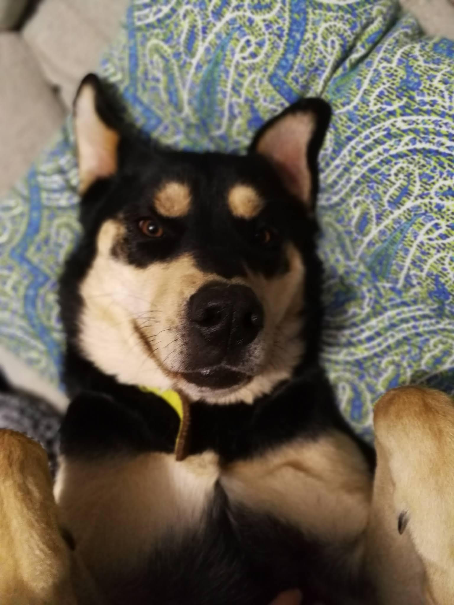 Rottsky = Rottweiler + Husky: Derpy Mondays