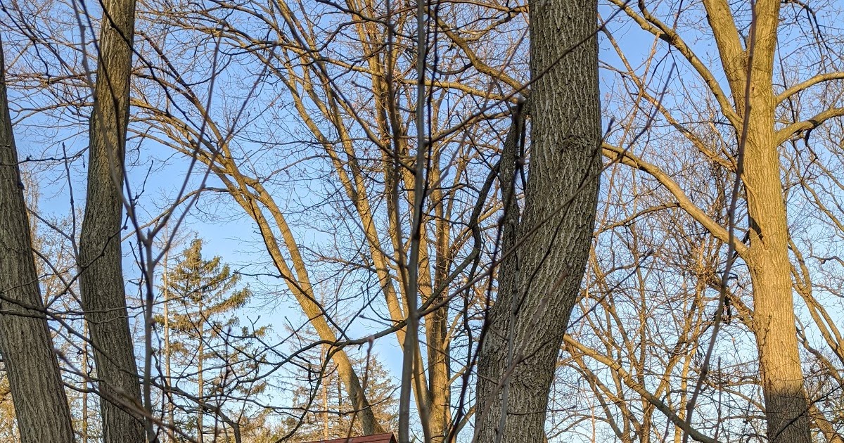 Three Late Dormancy-Breaking Trees: Trouble? Or Normal? Late April 2020