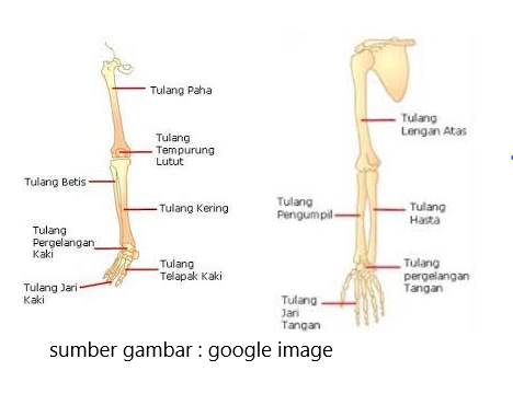 Materi dan Latihan Soal Sistem Rangka dan Sendi - Cahaya Mentari