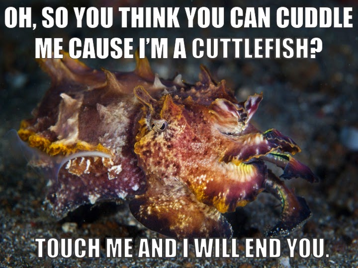 Cal Poly BIO 502: Cuddle up next to a Cuttlefish....or is that a rock?