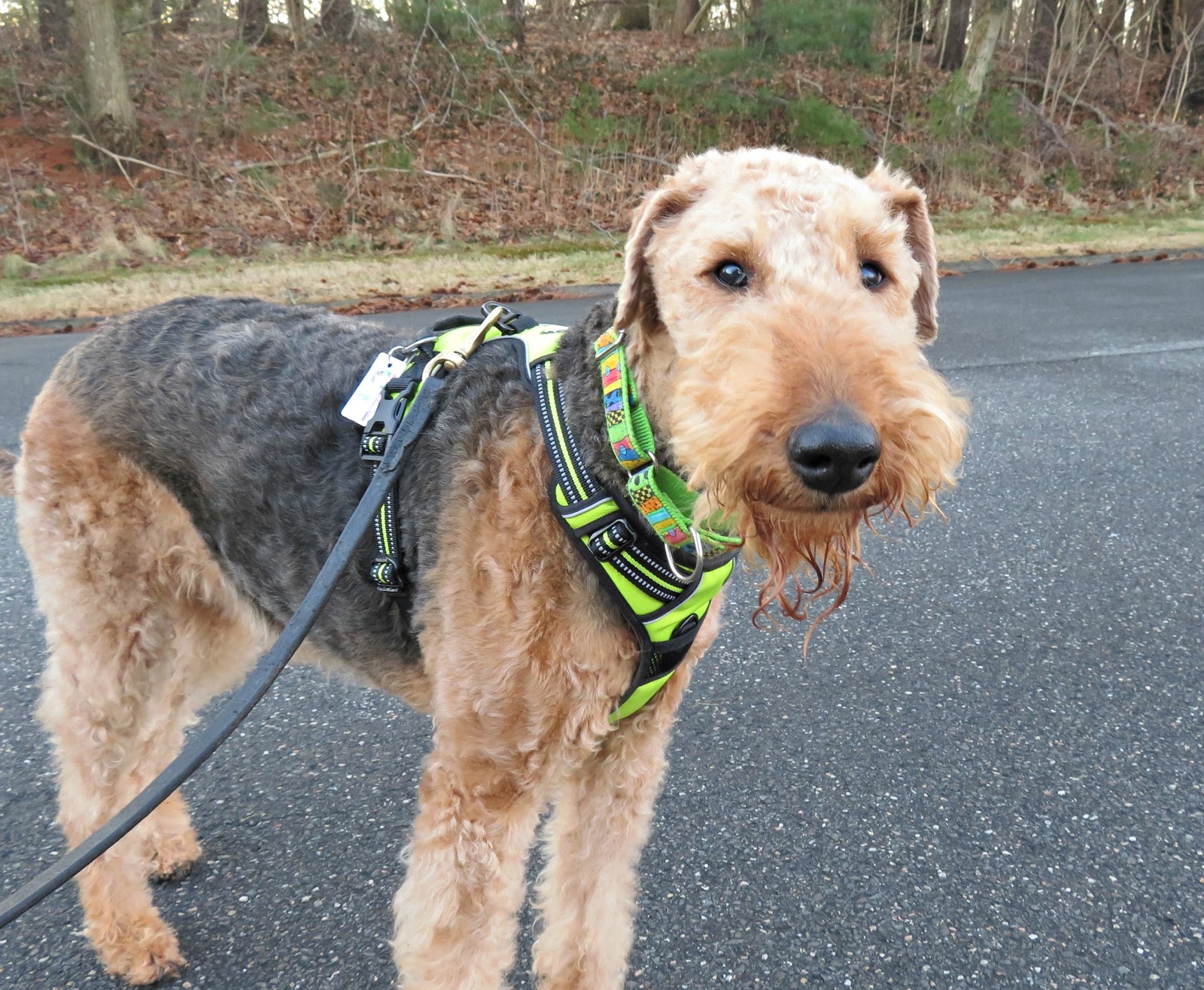 Molly the Airedale: Nature Friday