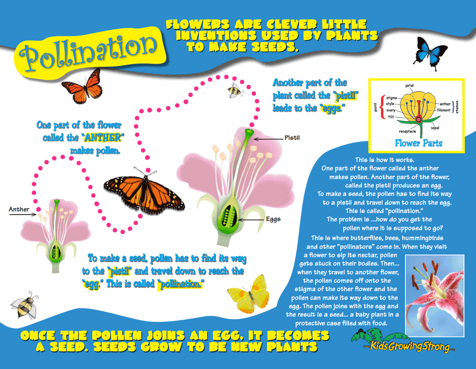 Plant Reproduction ~ My English And Science
