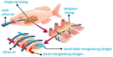 Pernapasan pada Ikan - Sains Terapi