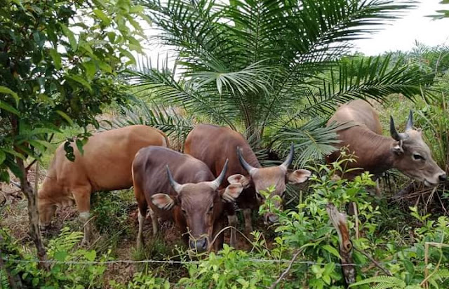 Mengenal Sapi (Bos Taurus): Hewan Ternak Yang Mahal ~ APERO FUBLIC