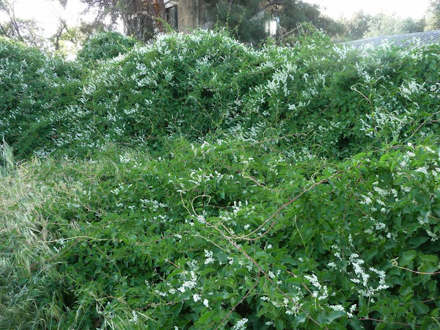 r o b i n 's y a r d: Fallopia baldschuanica (Polygonum baldschuanicum)
