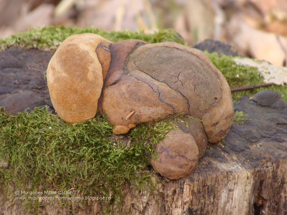 Mushrooms from Romania: Phellinus robustus