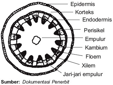 Struktur Lengkap Batang Pada Tumbuhan - Biologi Edukasi: Belajar Sains ...