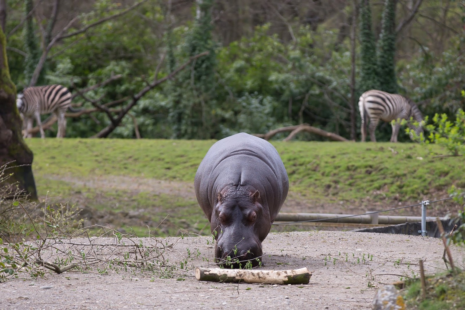 Hip-hippo-hooray for a big birthday girl and a celebration of African ...