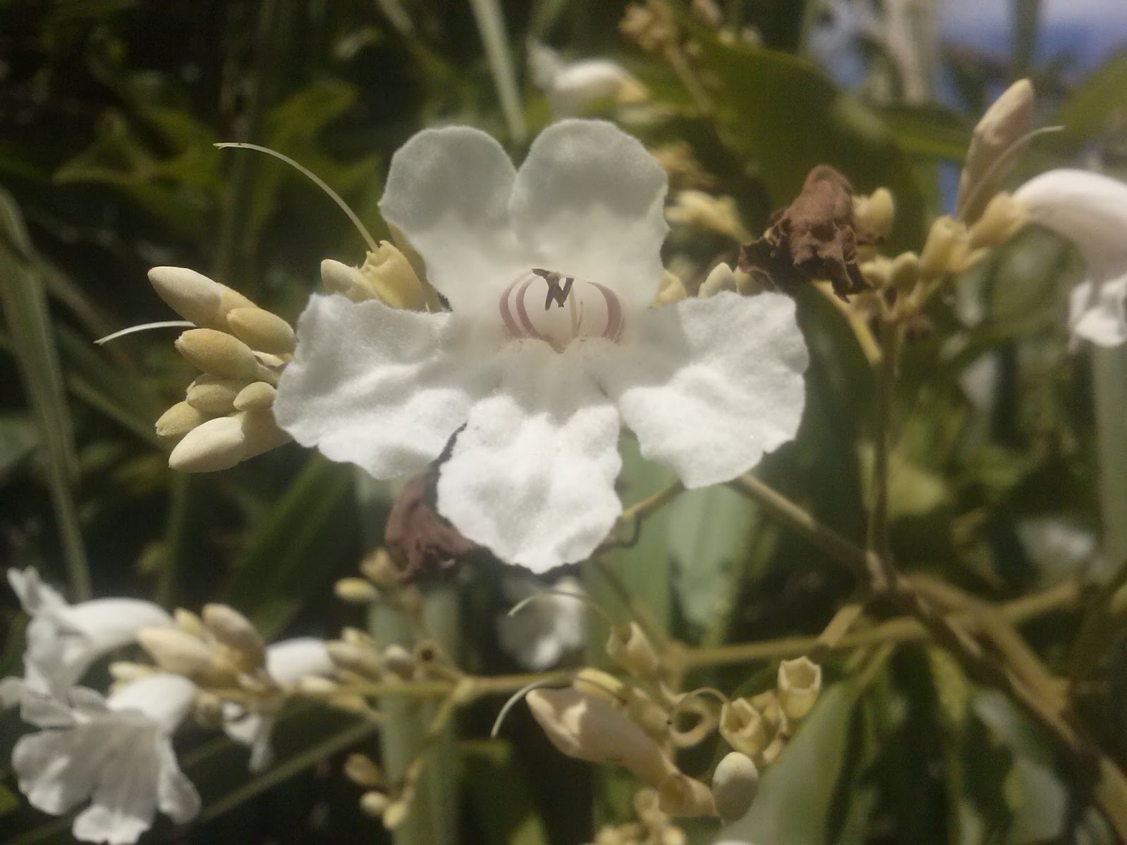 Fridericia florida ~ ADRIANO CERRADO