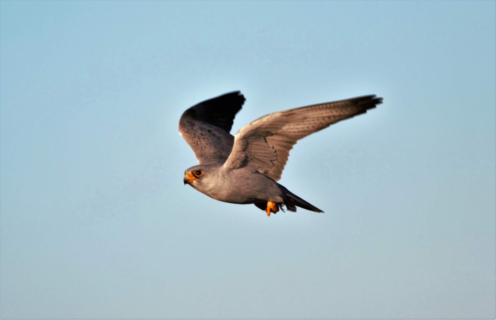 sunshinecoastbirds: Grey Falcon & Diamantina National Park