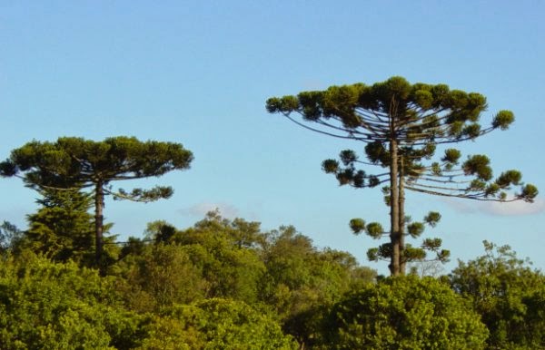 Vozes do Verbo: Pinheiro do Paraná e a colheita do pinhão