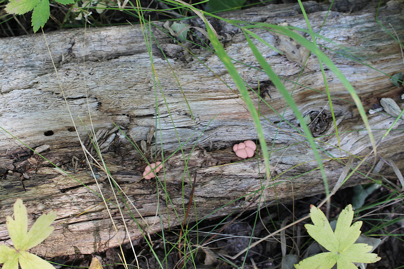 Assiniboine Forest Plant Life: Fungi & Molds in the Assiniboine Forest