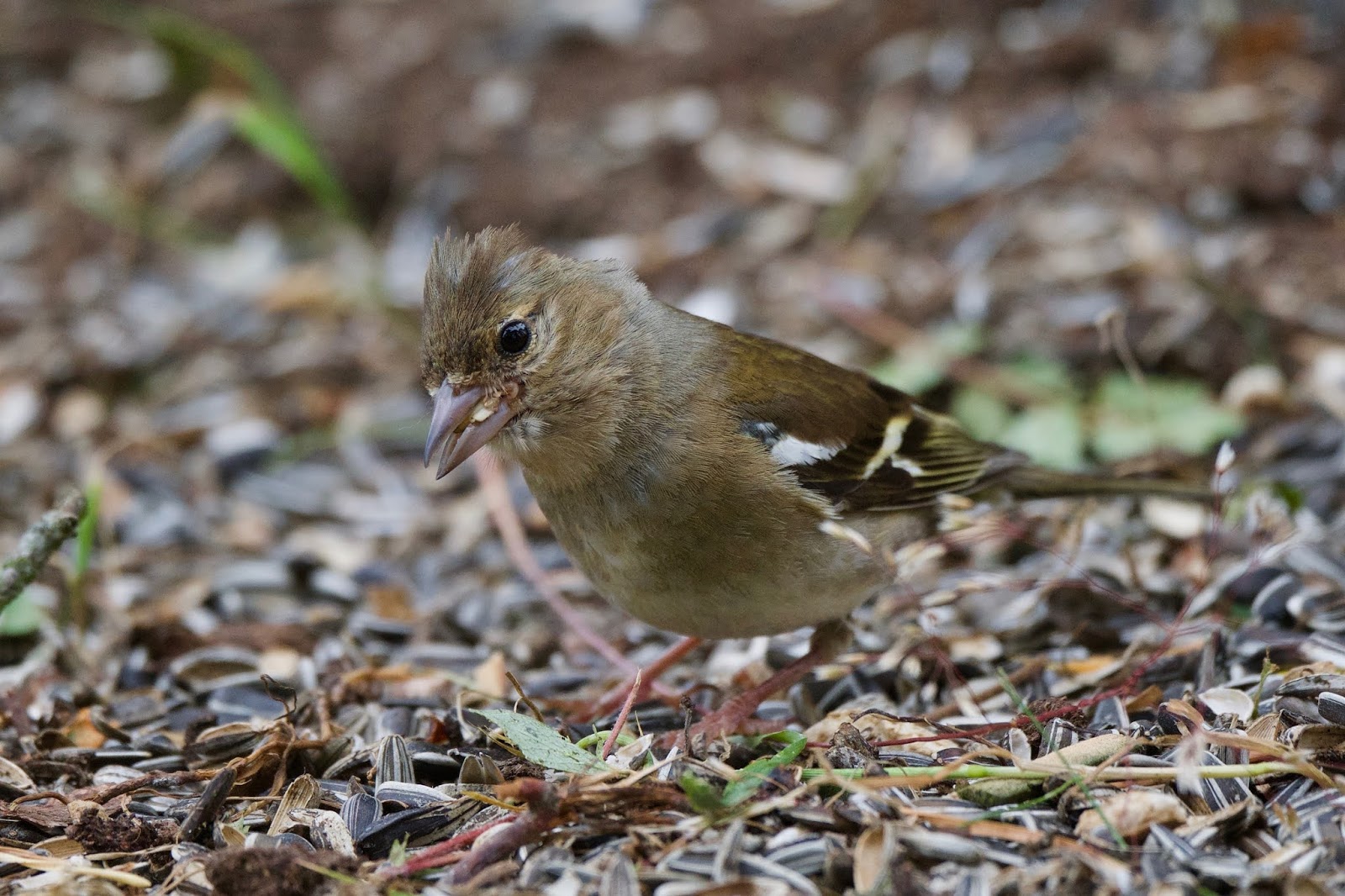 Naturfoto Einar Hugnes: Godt med unge og voksne småfugler på foringa!
