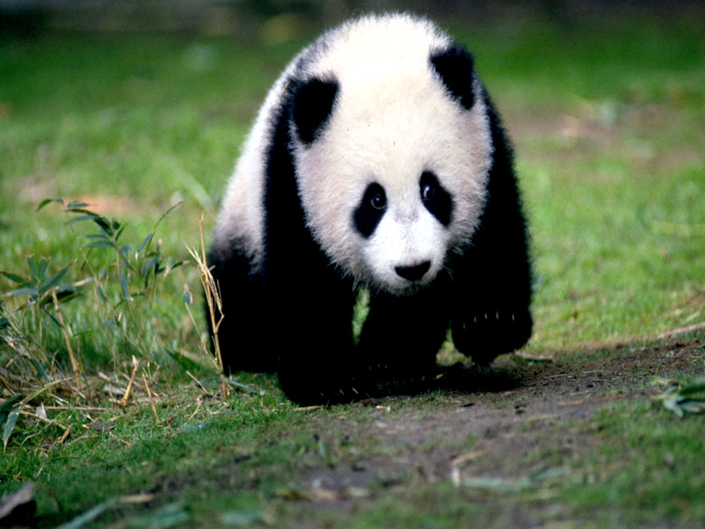Bravo Wallpaper: Panda Wallpaper Pack 1 (1024x768)