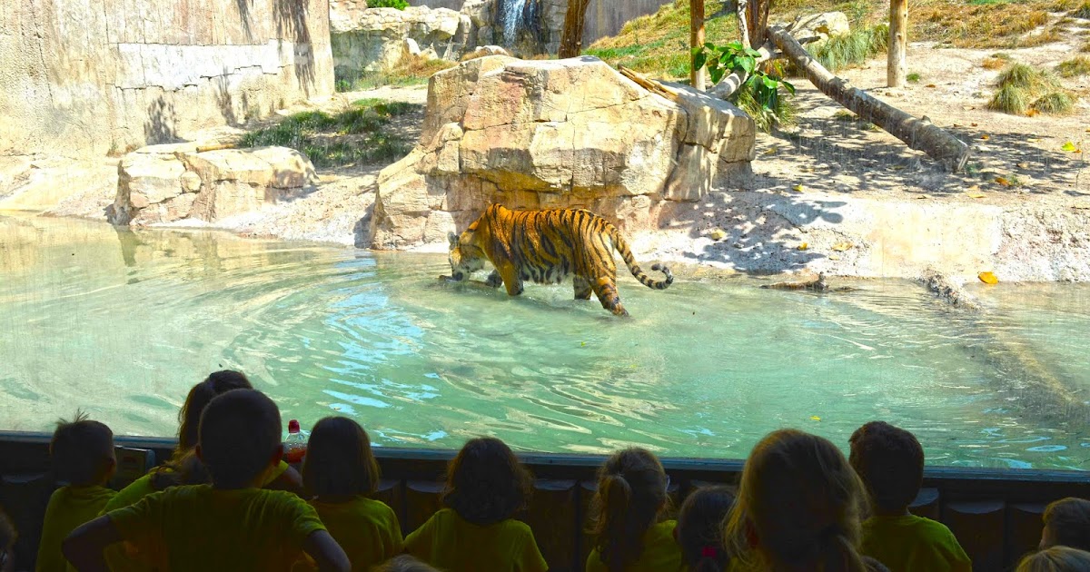Terra Natura Benidorm celebra el Día del Tigre para sensibilizar sobre ...