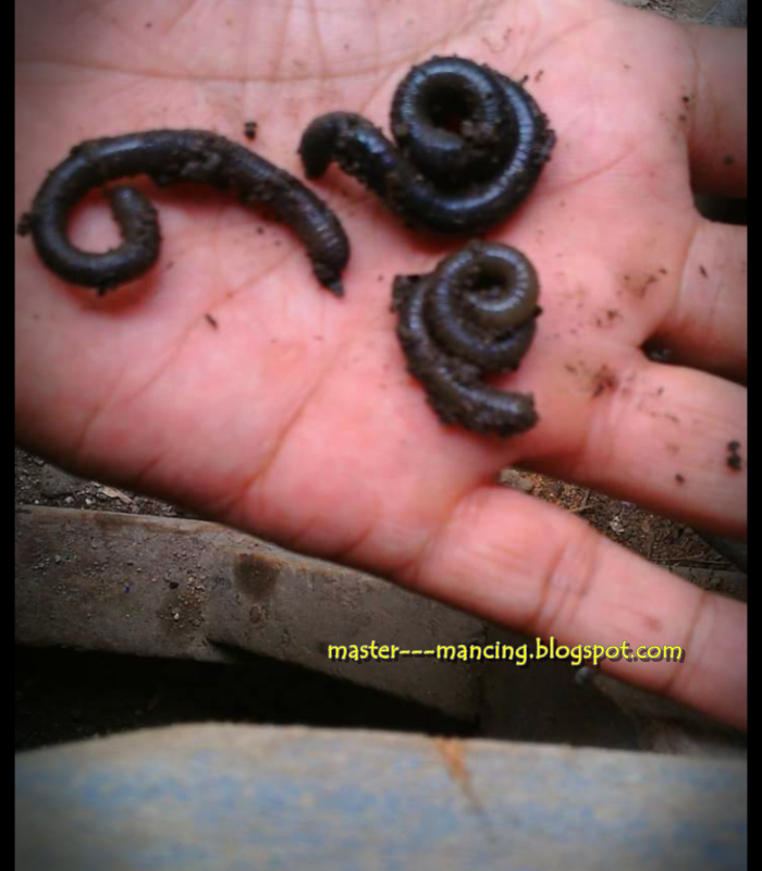 Master mancing: 7 Jenis cacing Umpan Mancing Jitu dan Ampuh. Anda Harus ...