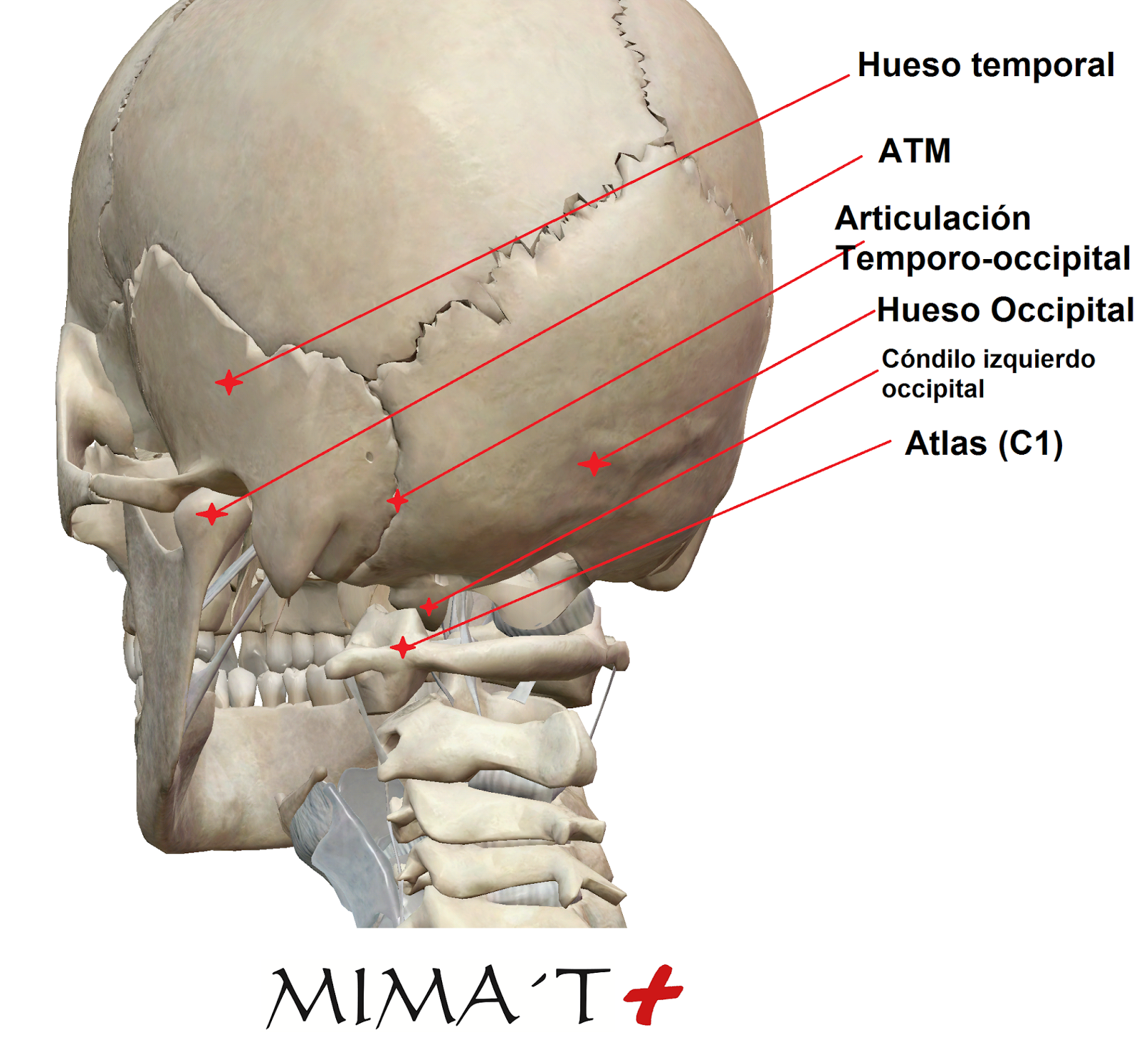 ¿ POR QUE NOS OCURRE?: ATM, Articulación temporo-madibular