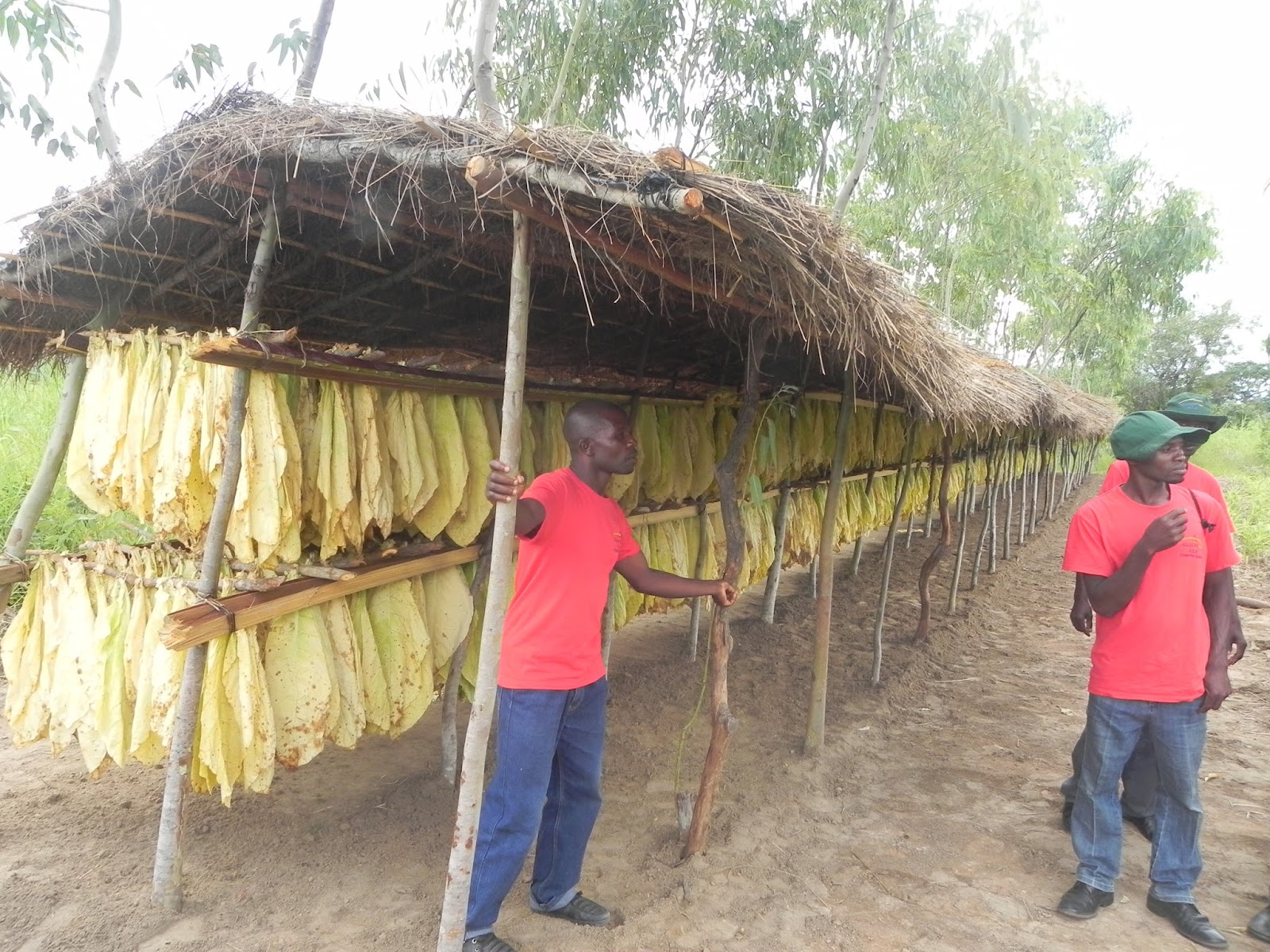 Zachimalawi: The tobacco paradox: Dead forests, living economy