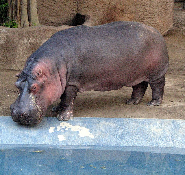 Hippopotamus ~ Animals Images