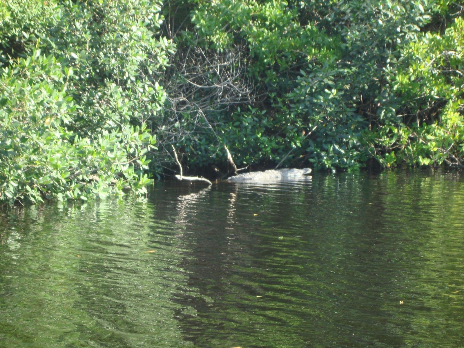 The retired life of Greg and Dona: Flamingo Campground Everglades ...