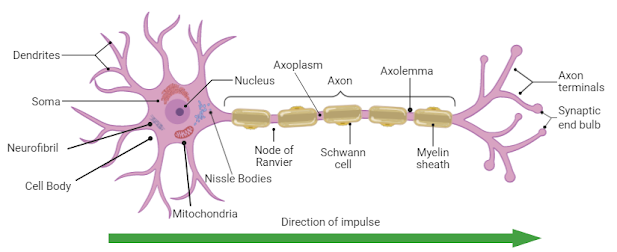 Nervous System: Nervous Tissue