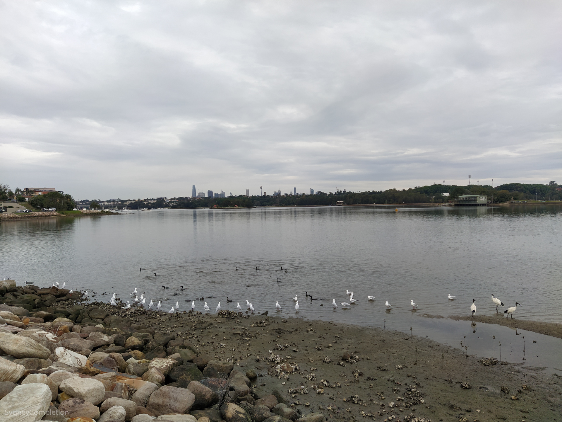 Bay Watch: Russell Lea and Rodd Point - Completing Sydney