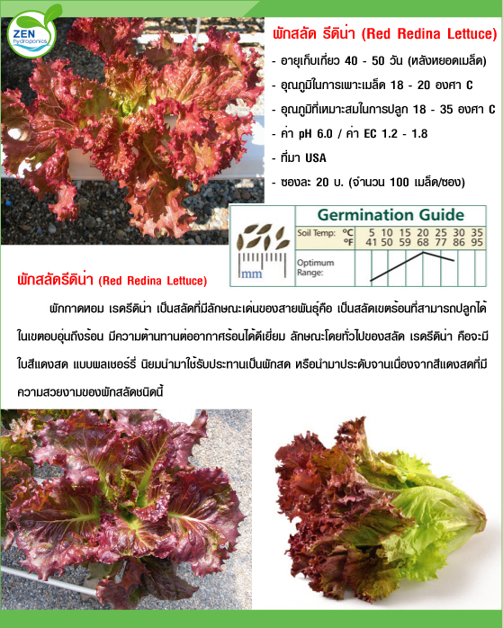 ZEN HYDROPONICS: สลัด รีดิน่า (Red Redina Lettuce)