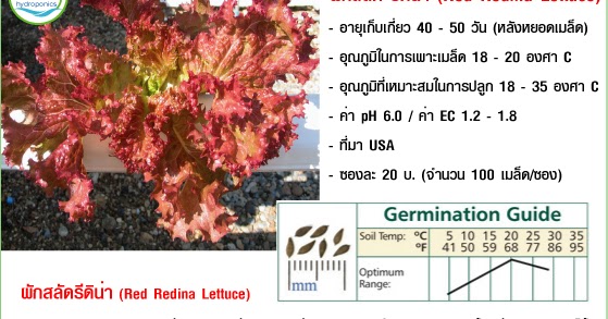 ZEN HYDROPONICS: สลัด รีดิน่า (Red Redina Lettuce)
