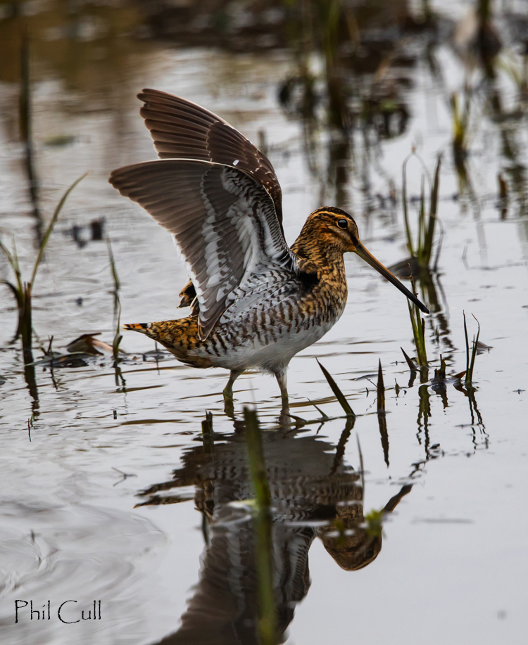 Phil Cull Wildlife Photography: January 2019 Both types of Snipe at ...