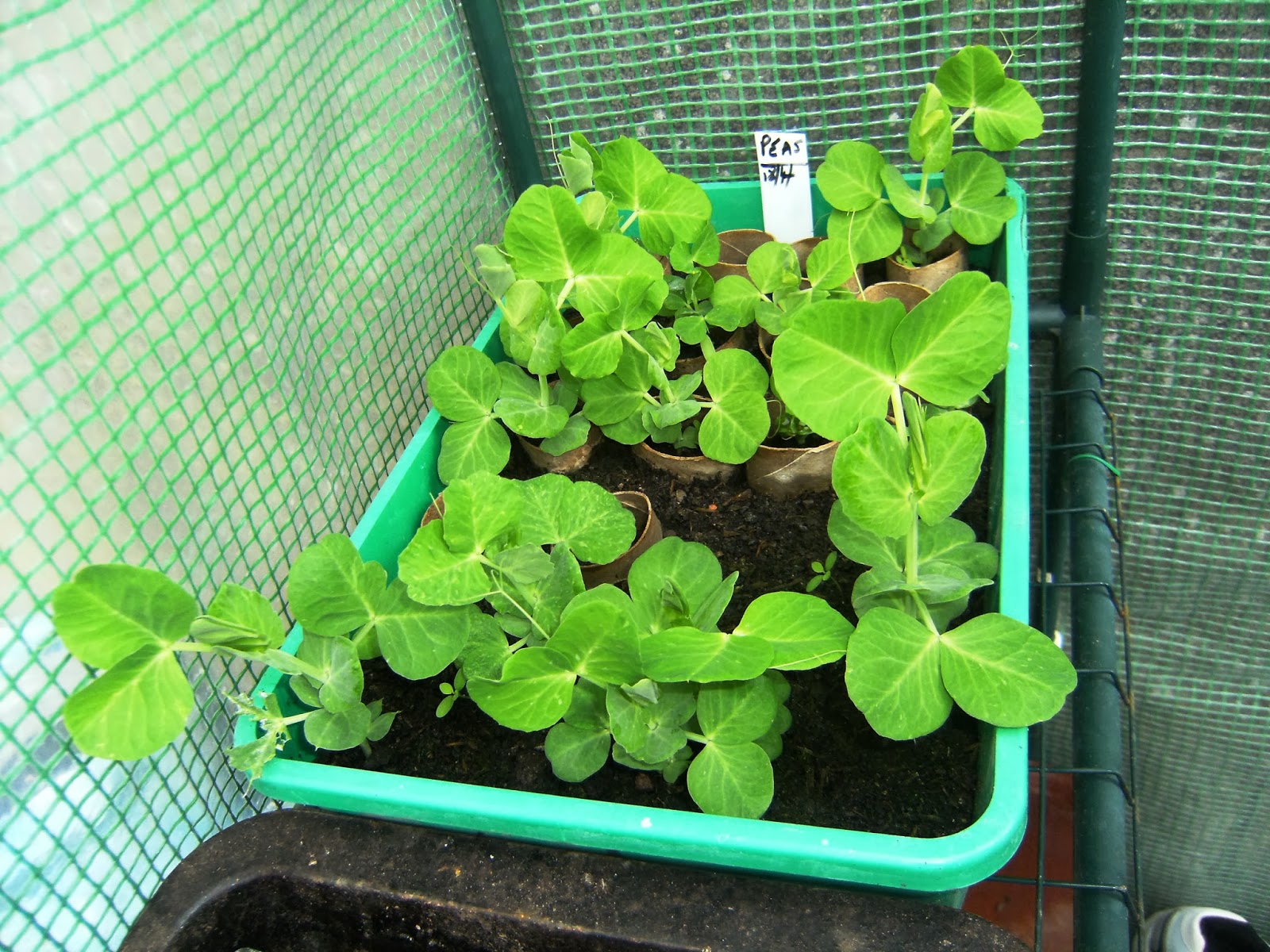 Vegetable Garden Tips : How to Grow Peas in a Small Garden