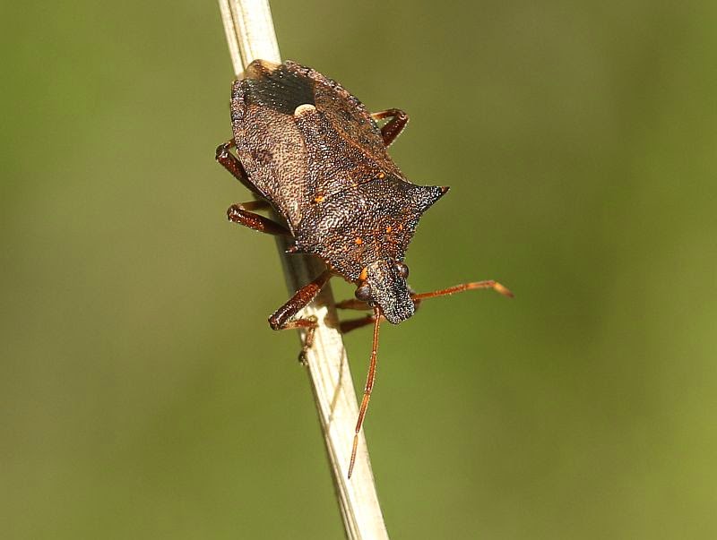 Naturwunder ...: Ein paar Wanzenfotos der letzten Tage (Ende Juli 2014)...