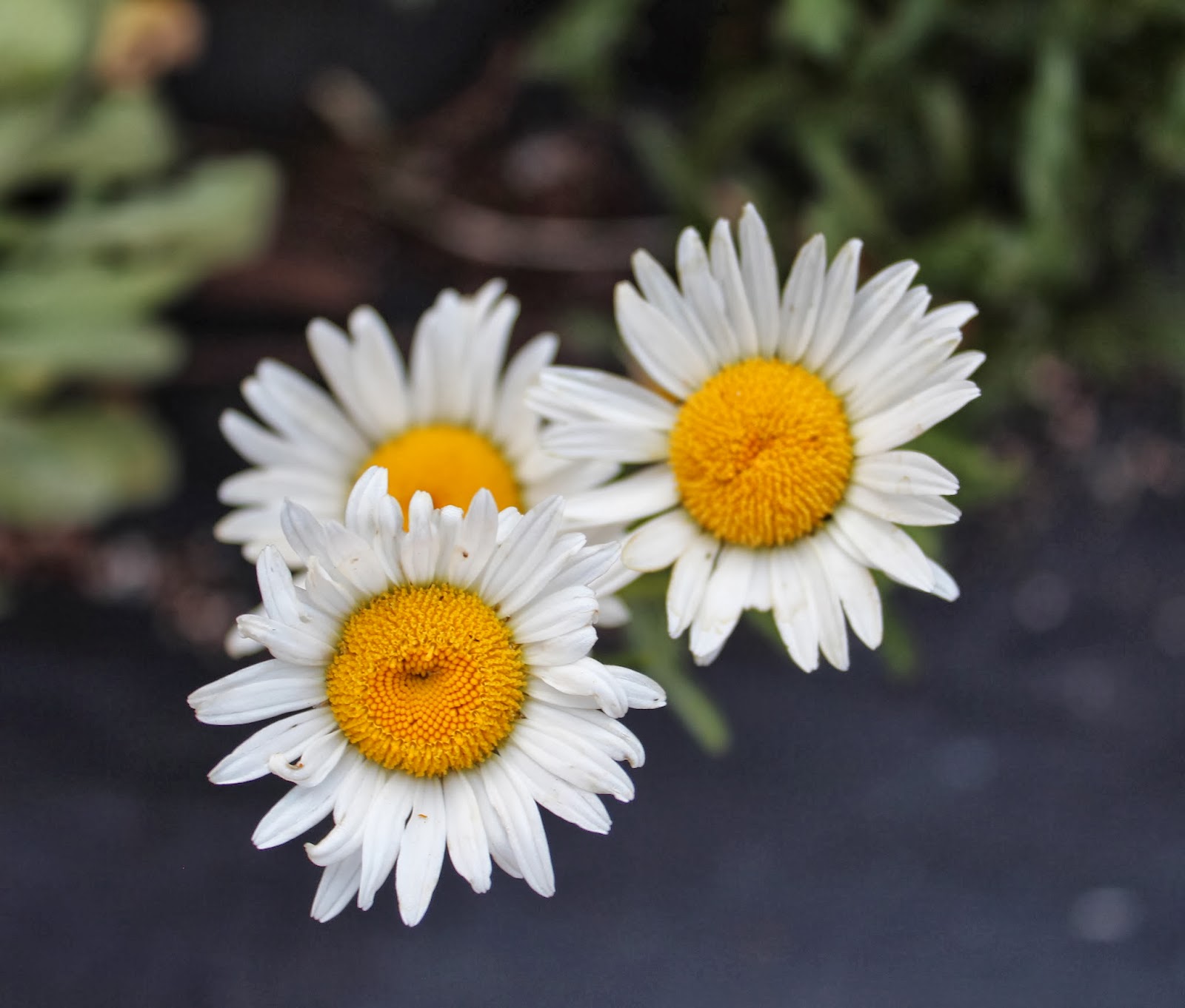 Florez Nursery: Ox-eye Daisy, Leucanthemum vulgare