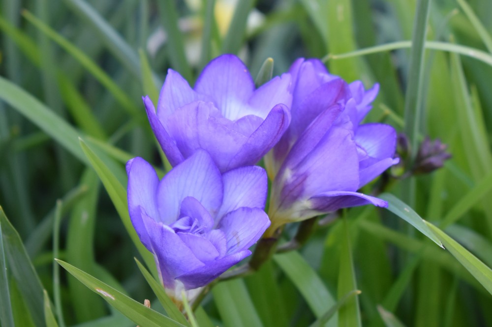 Late to the Garden Party: Bloom Day - April 2020