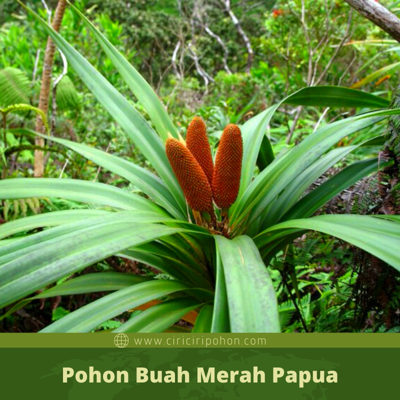 Ciri Ciri Pohon Buah Merah Papua (Pandanus conoideus) Di Alam Liar ...