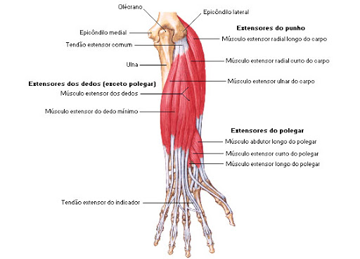 Extensores Supinadores - Músculos do Antebraço