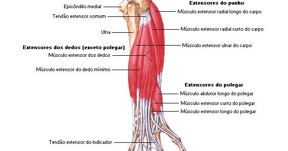 Extensores Supinadores - Músculos do Antebraço