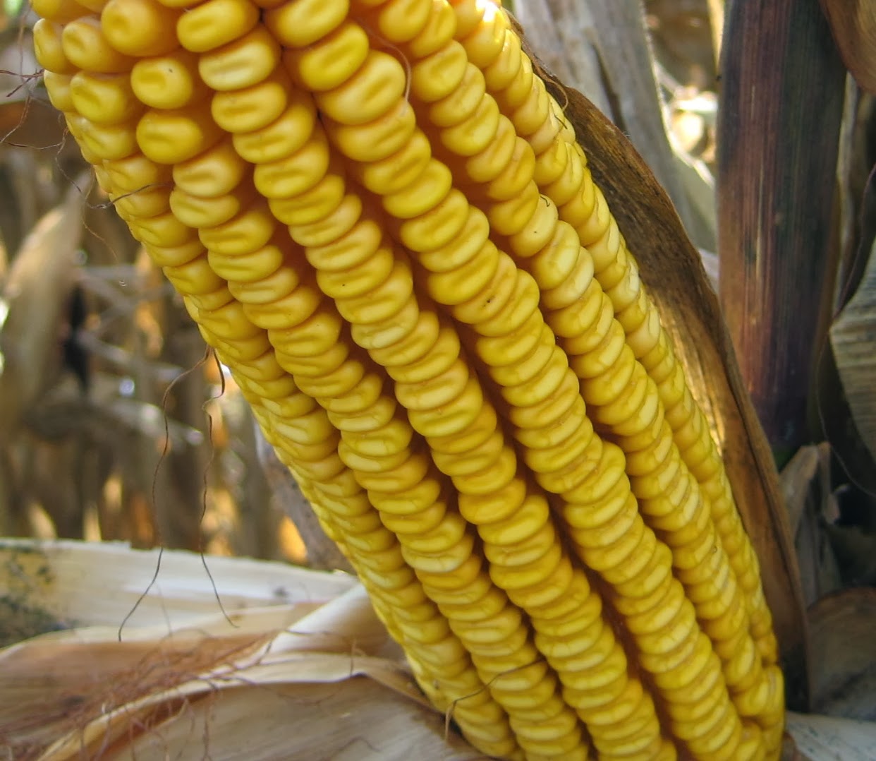 Grain Crops Update: Corn Yield Contest Winners