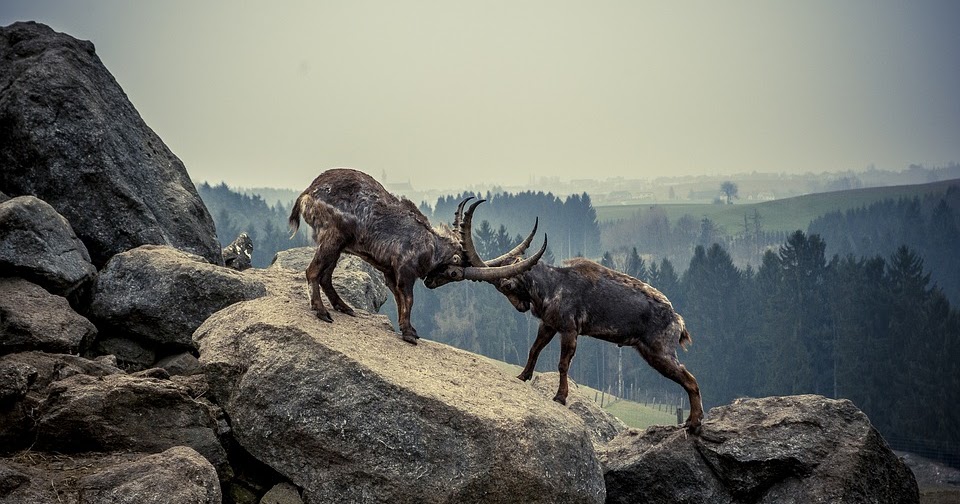 Alpine Ibex - Characteristics, Habitat, Behaviour, Diet and Images