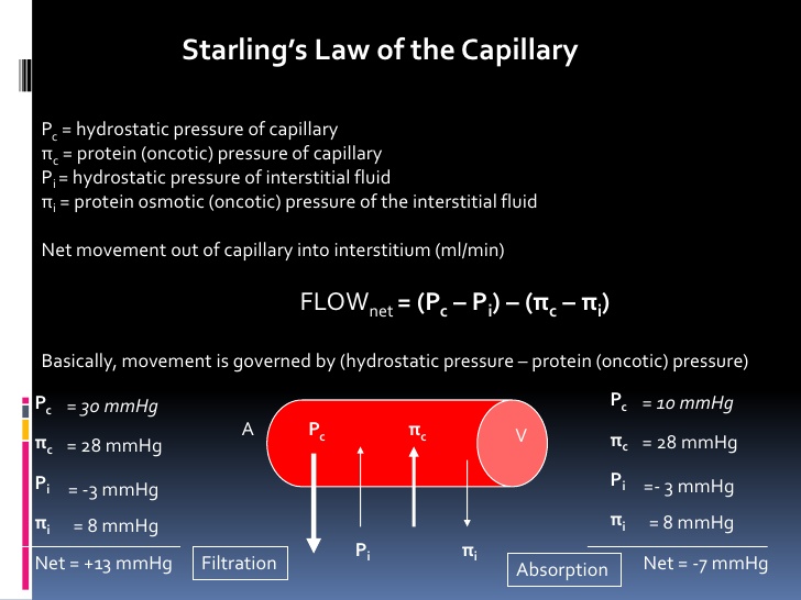 EXAMS AND ME : Starling Forces