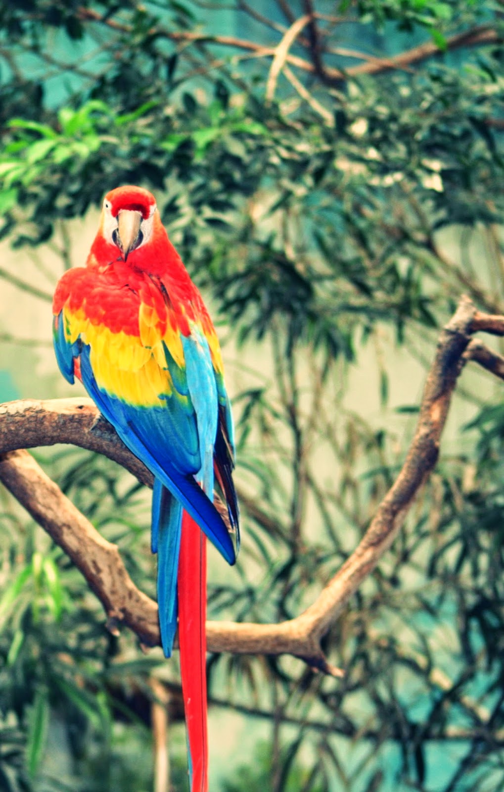 Dejando huella: Los Guacamayos