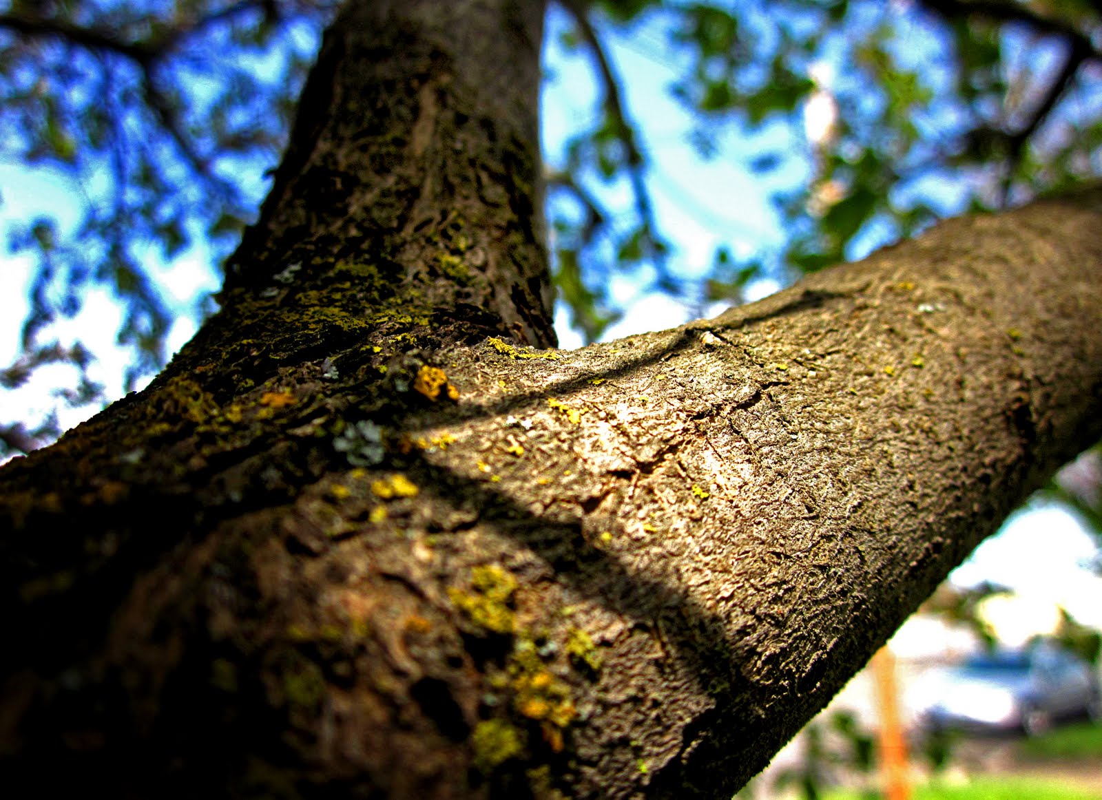 Pilot Rock HS Photography: (SS) Fork in the Tree by Shawna