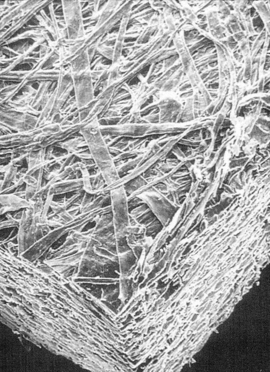 Paper and Pulp: Every Fiber of Its Being