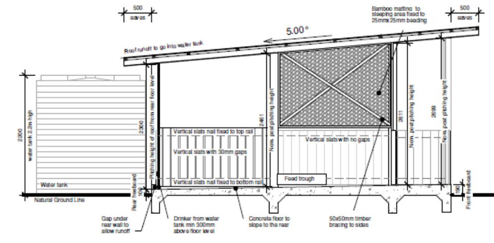 9. Raising pigs in a village pig house.