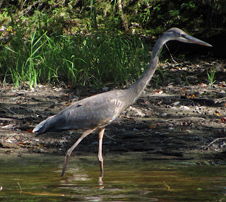 Recreational Kayaking in Maine: Songo River/Brandy Pond/Sebago Lake