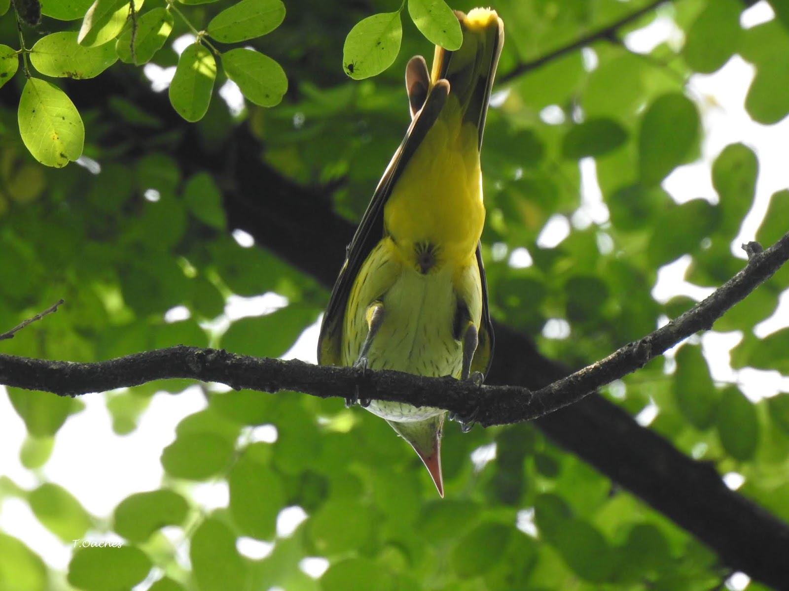 PASARI DIN ROMANIA: GRANGUR, Oriolus oriolus