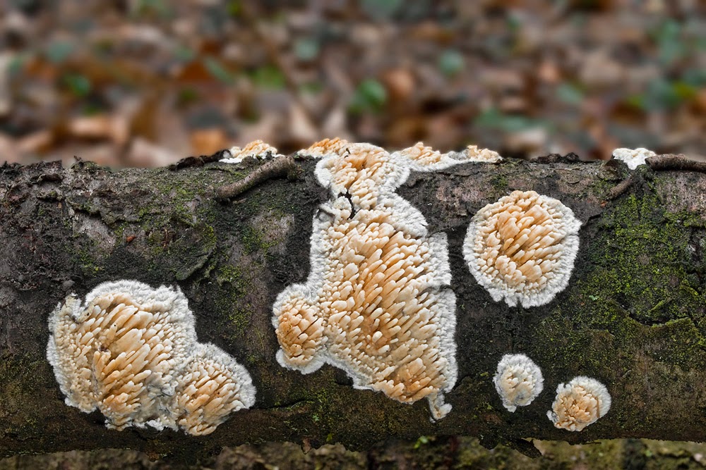 Crusta cu dinți (Basidioradulum radula) | Ciupercomania, totul, cu si ...