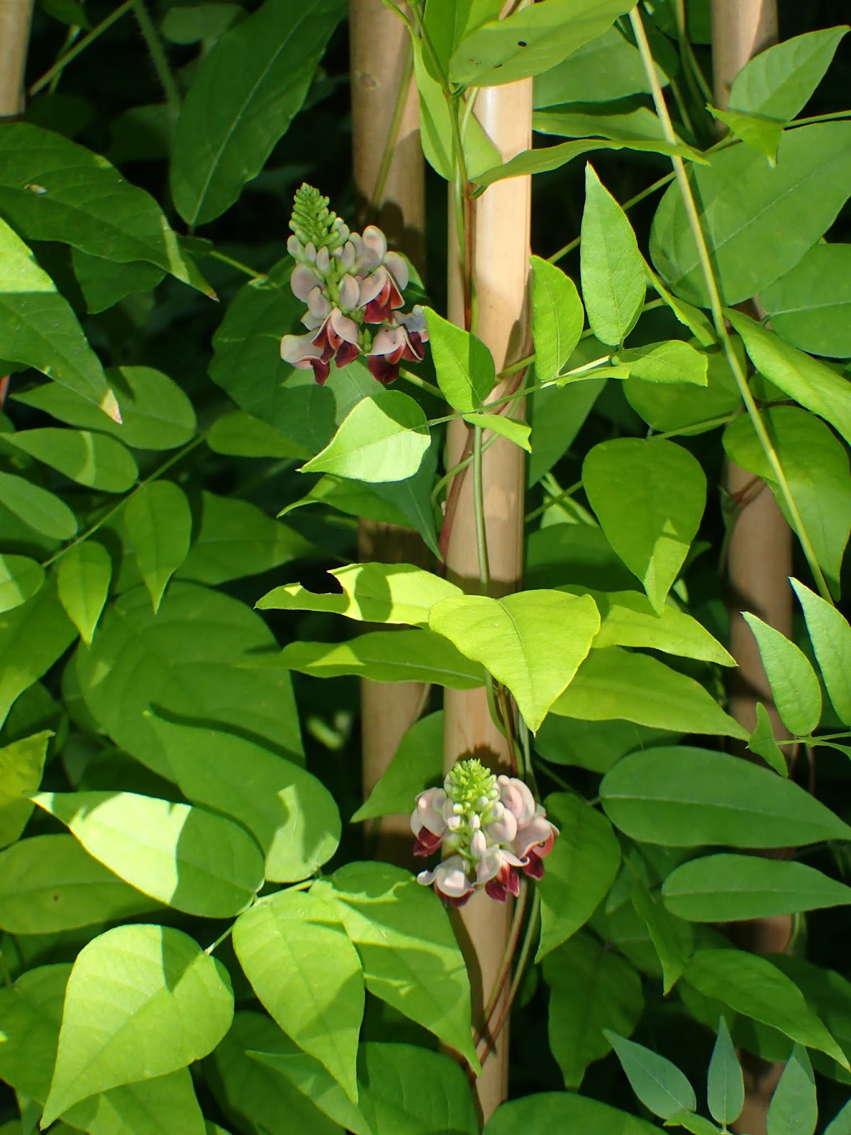 Scirpidiella's Plants: Groundnut species (Apios sp. div.) in flowers