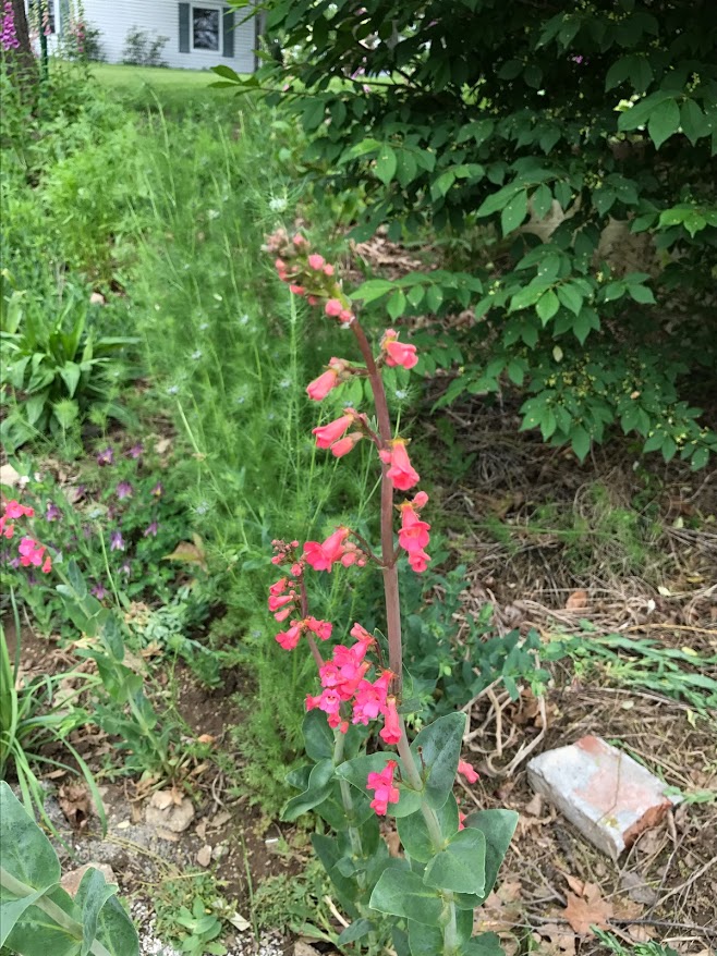 A not so simple garden: The Joys of June